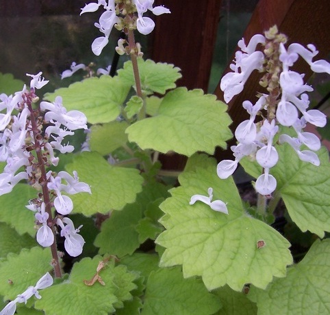 Nilam (Pogostemon cablin)