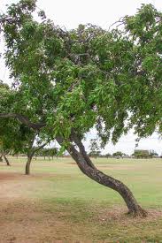 Malapari / Ki Pahang / Bangkong (Pongamia pinnata)