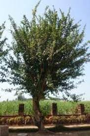 Maja (Anisophyllea disticha)