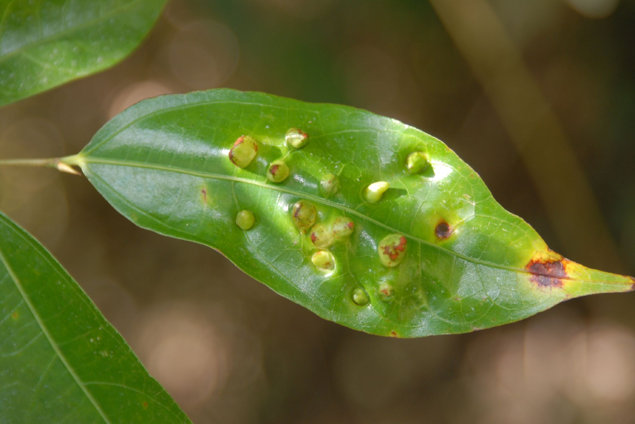 Rampelas (Ficus ampelas)
