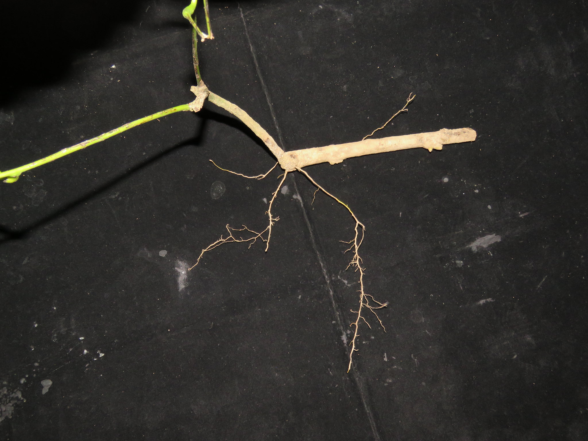 Kayu Kuning (Arcangelisia flava L.)