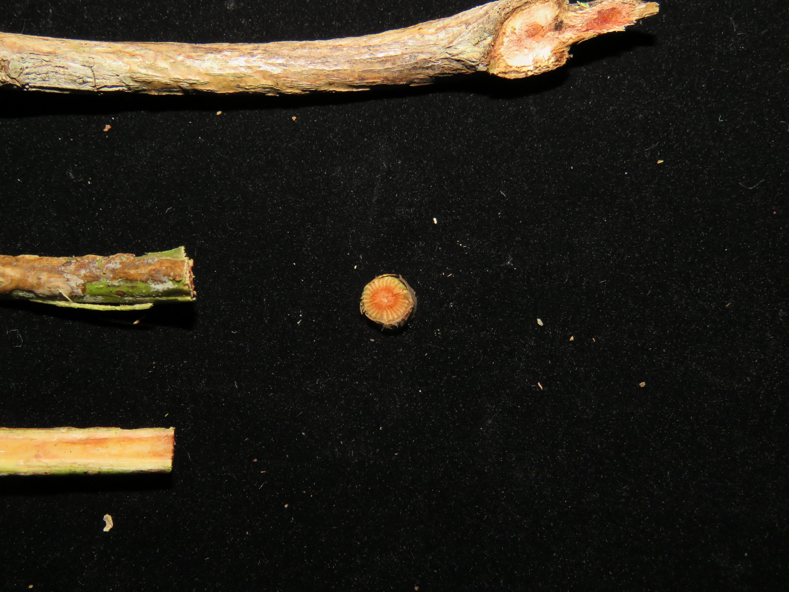 Kayu Kuning (Arcangelisia flava L.)