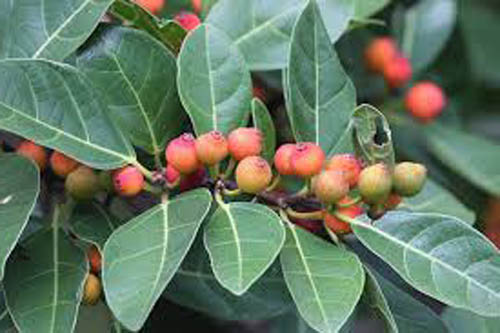 Rampelas (Ficus ampelas)