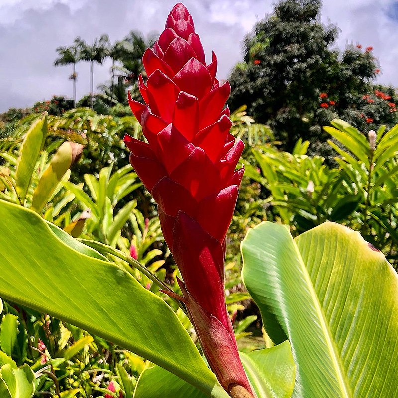 Lengkuas merah (Alpinia purpurata)