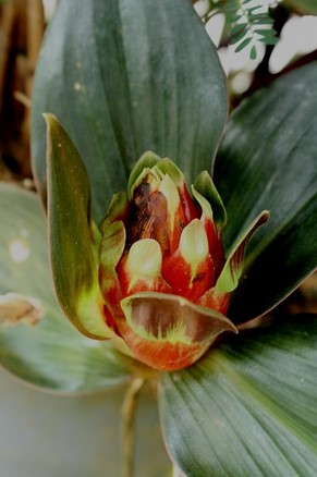 Pacing merah (Costus erythrophyllus)