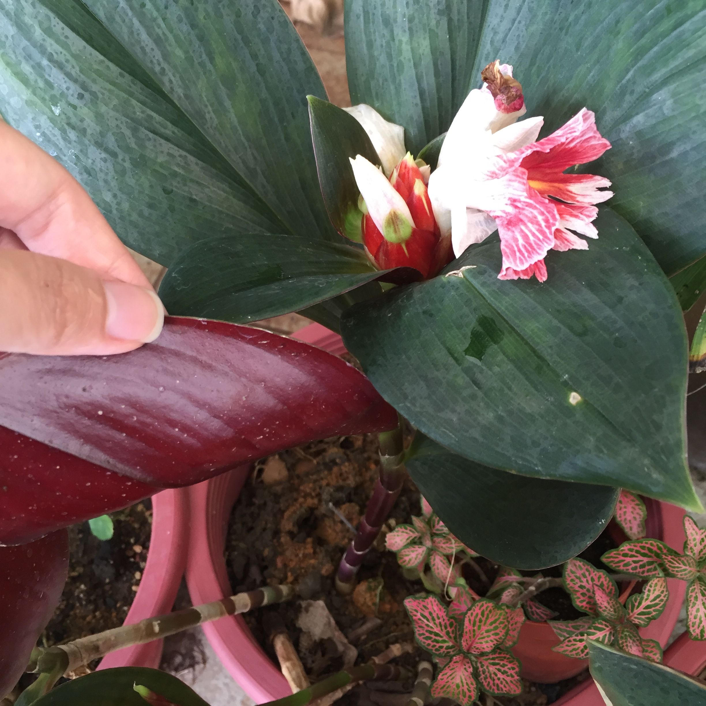 Pacing merah (Costus erythrophyllus)