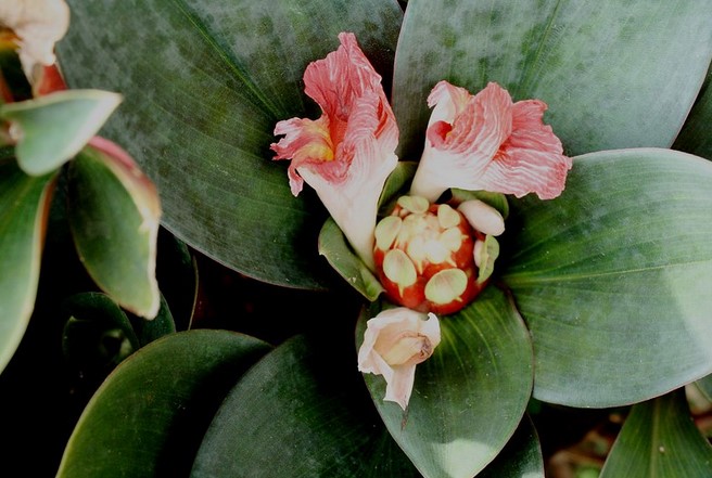 Pacing merah (Costus erythrophyllus)