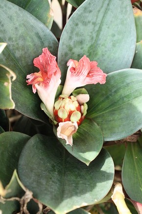 Pacing merah (Costus erythrophyllus)