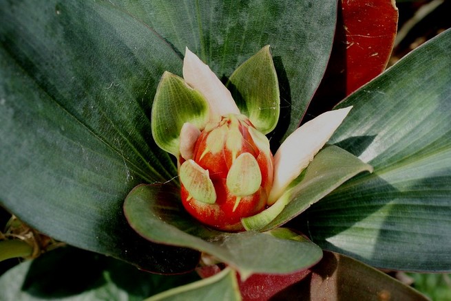 Pacing merah (Costus erythrophyllus)
