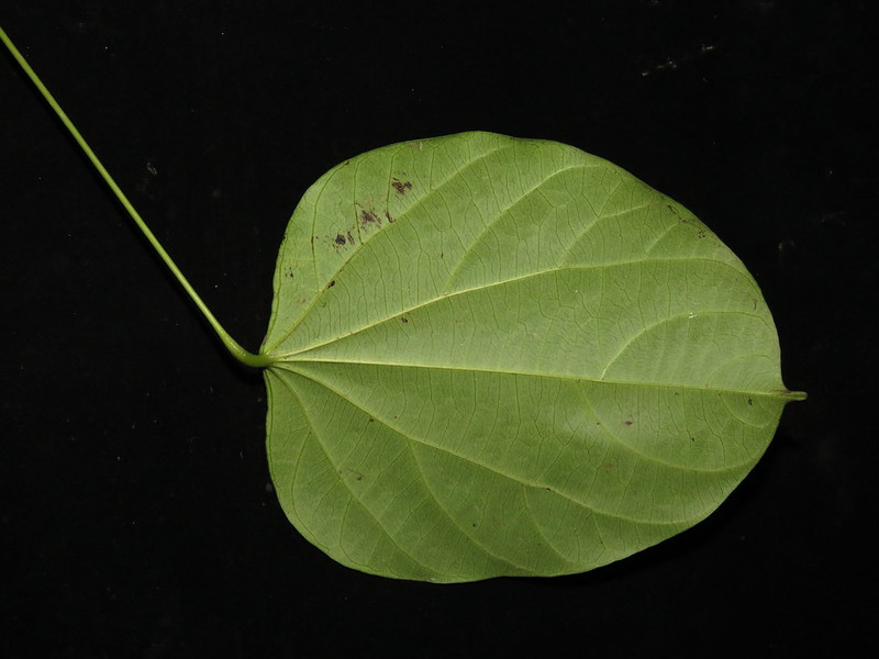 Kayu Kuning (Arcangelisia flava L.)