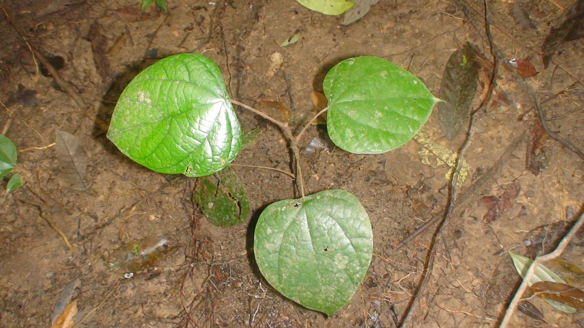 Kayu Kuning (Arcangelisia flava L.)