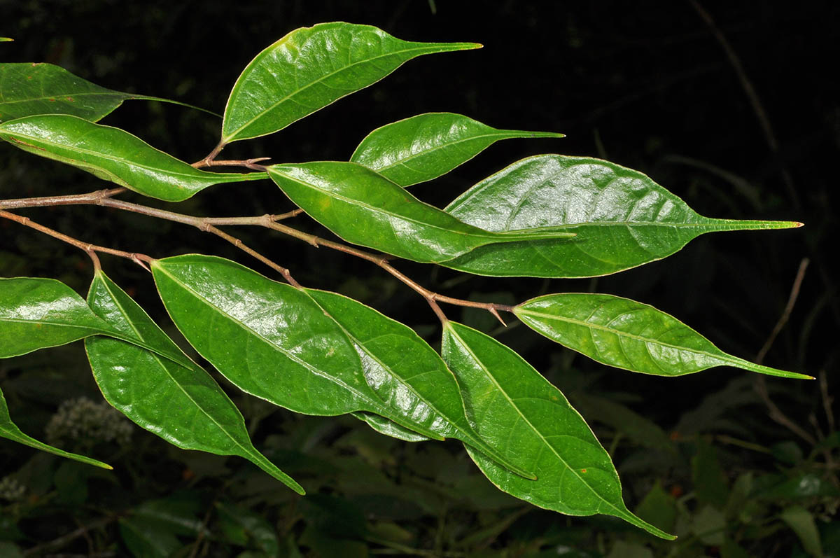 Rampelas (Ficus ampelas)