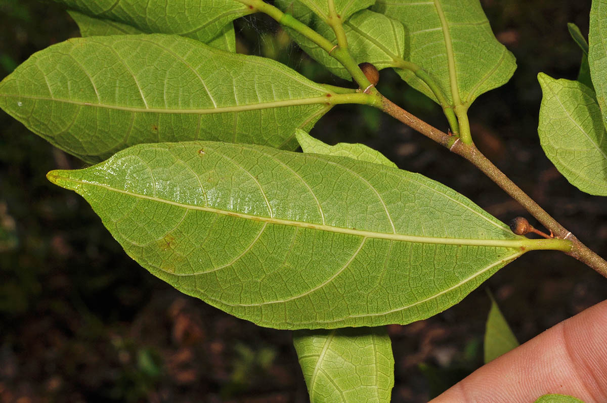 Rampelas (Ficus ampelas)
