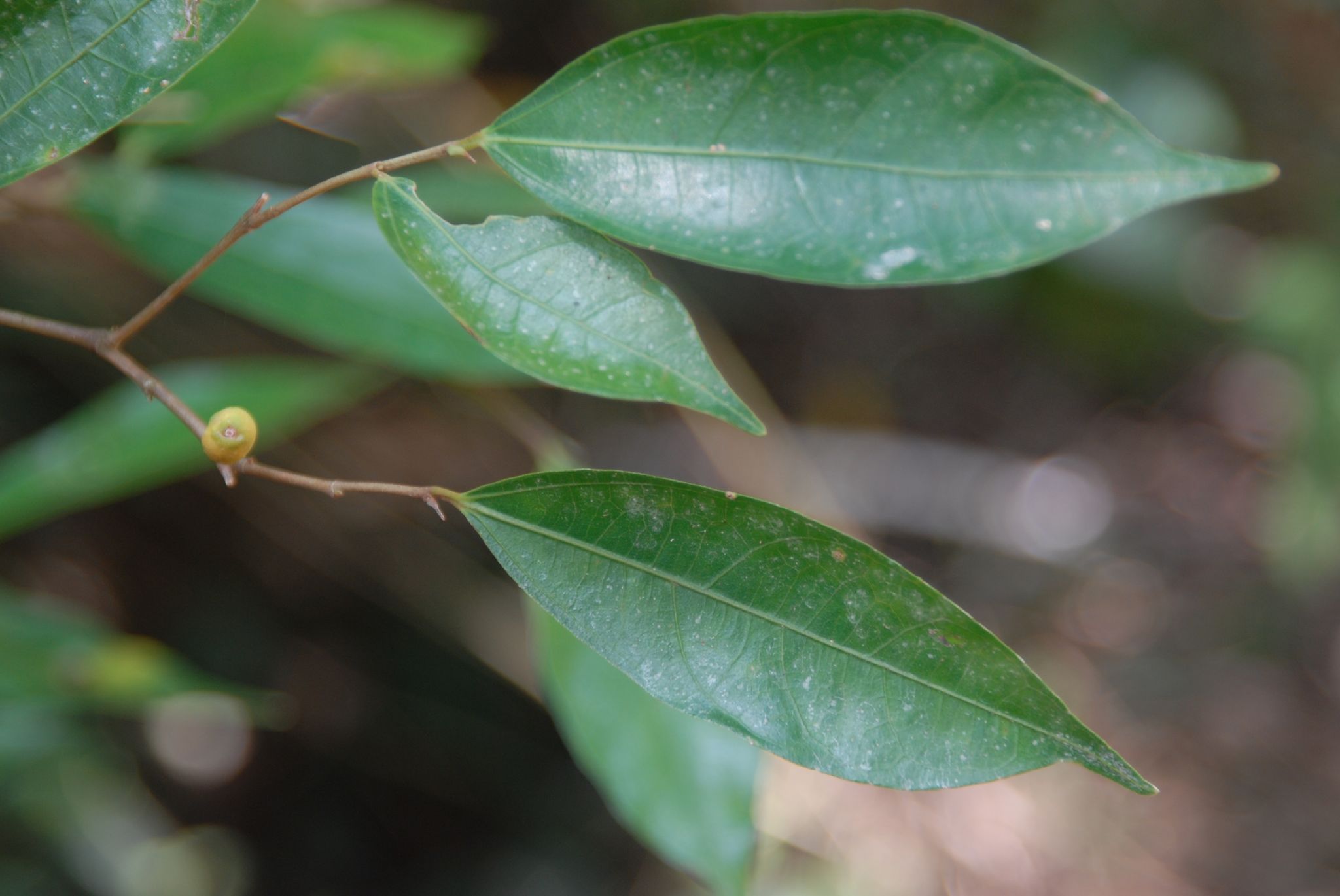 Rampelas (Ficus ampelas)