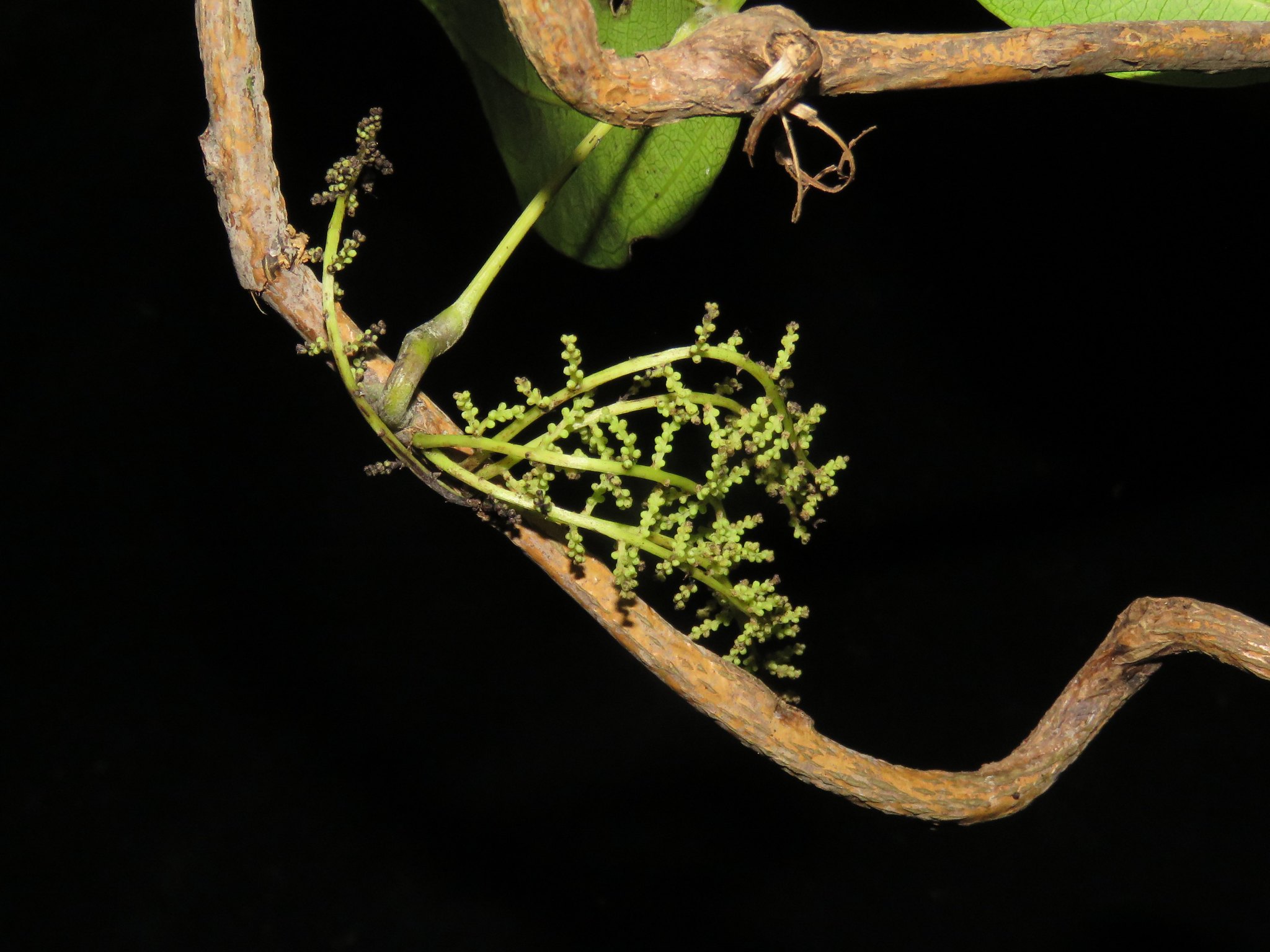 Kayu Kuning (Arcangelisia flava L.)