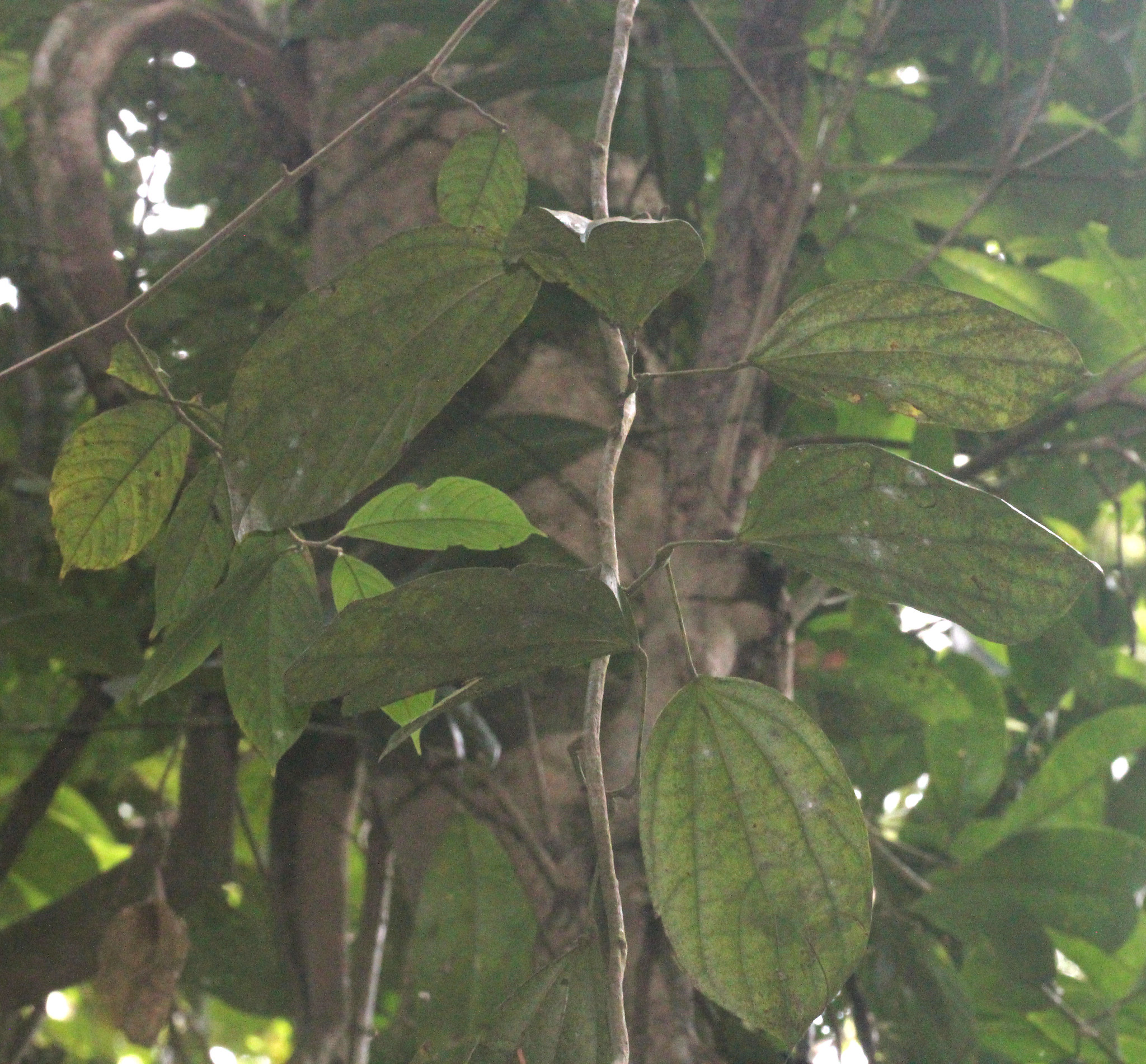 Kayu Kuning (Arcangelisia flava L.)