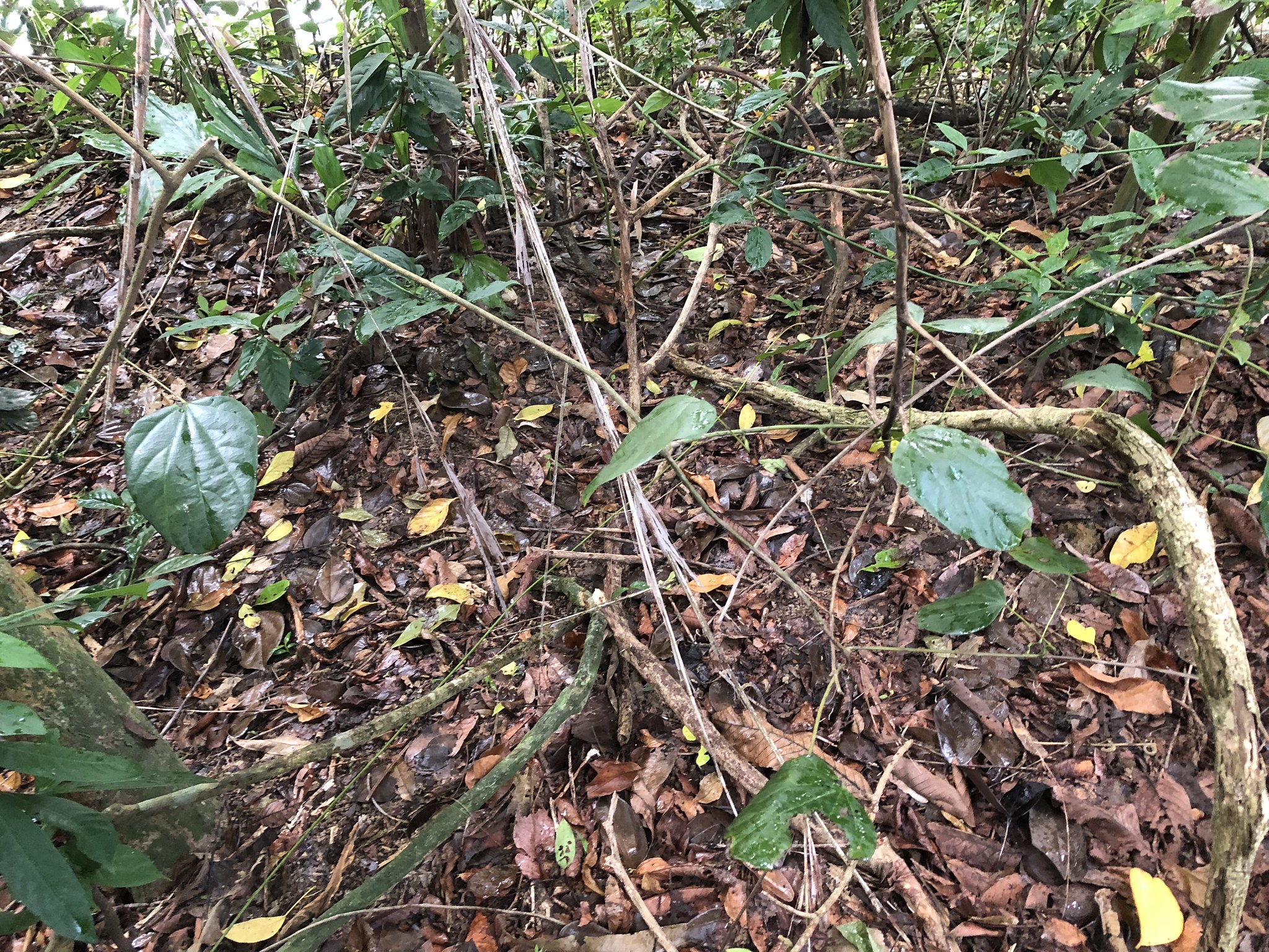 Kayu Kuning (Arcangelisia flava L.)