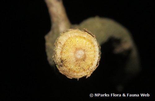 Kayu Kuning (Arcangelisia flava L.)