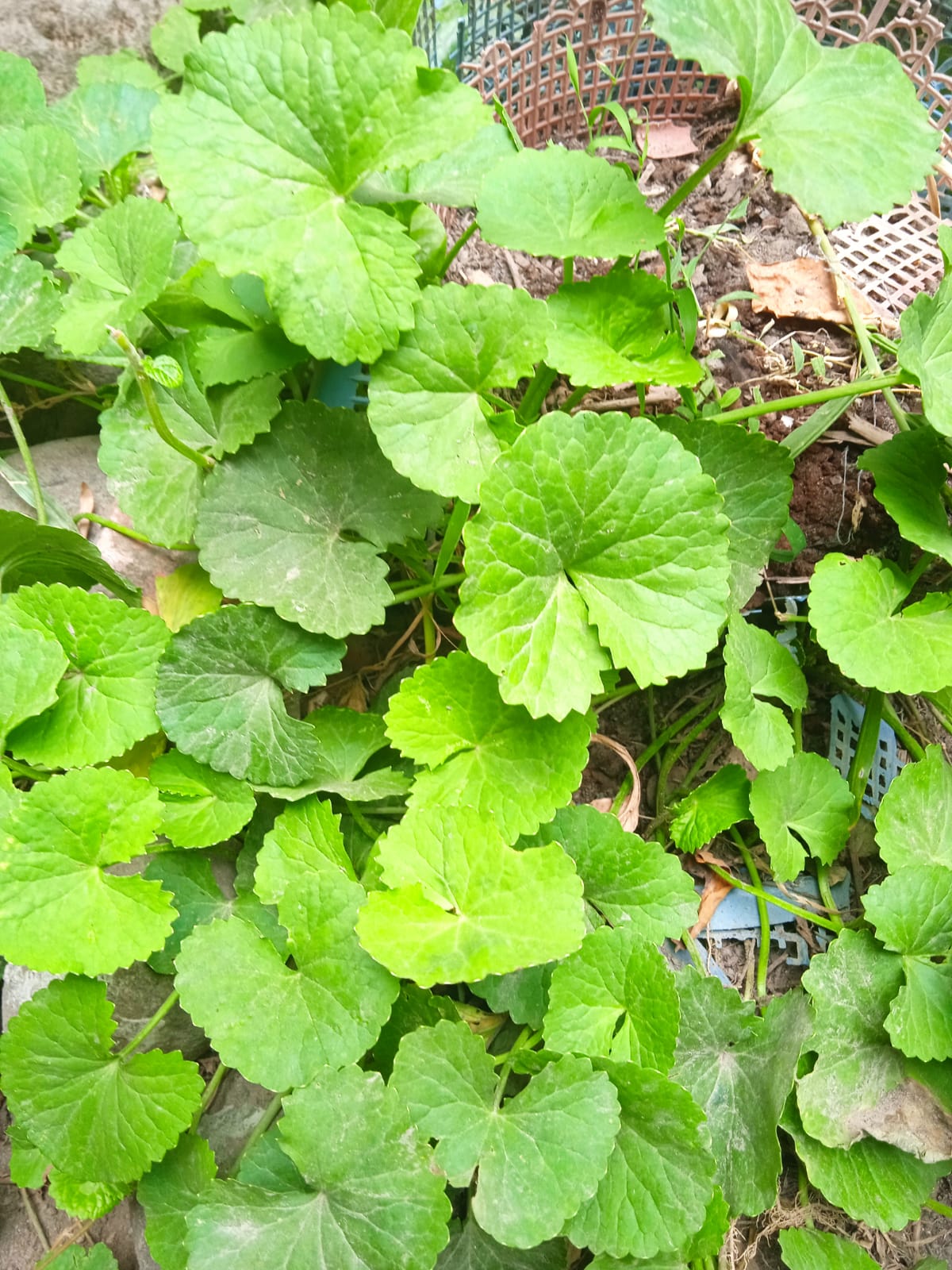Pegagan (Centella asiatica)