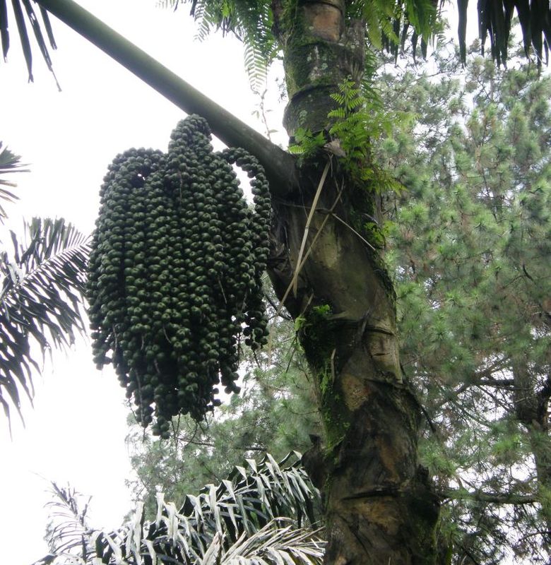 Enau / Aren (Arenga pinnata)