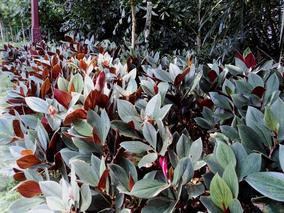 Pacing merah (Costus erythrophyllus)