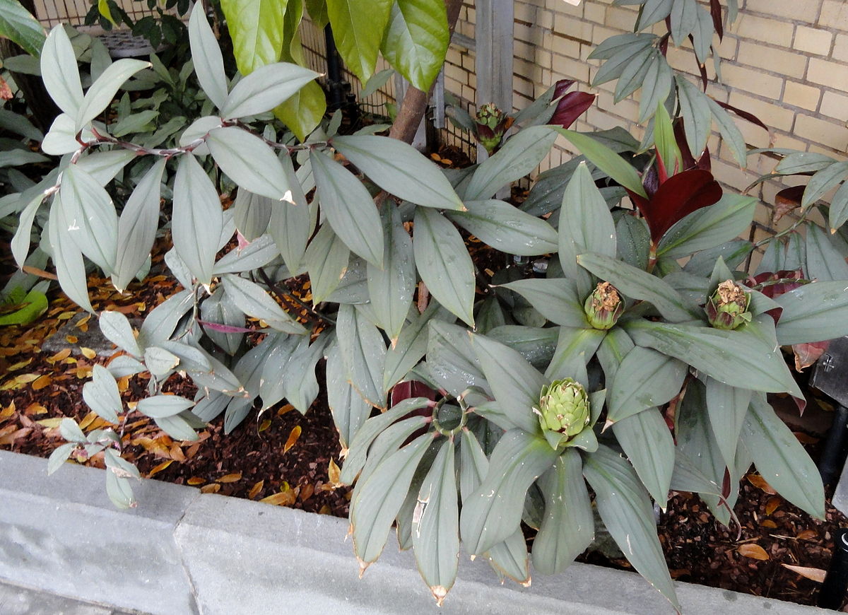 Pacing merah (Costus erythrophyllus)