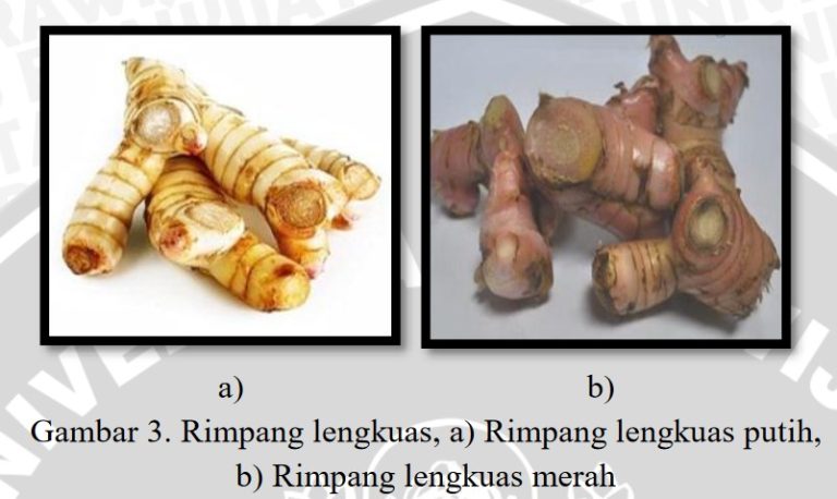 Lengkuas merah (Alpinia purpurata)