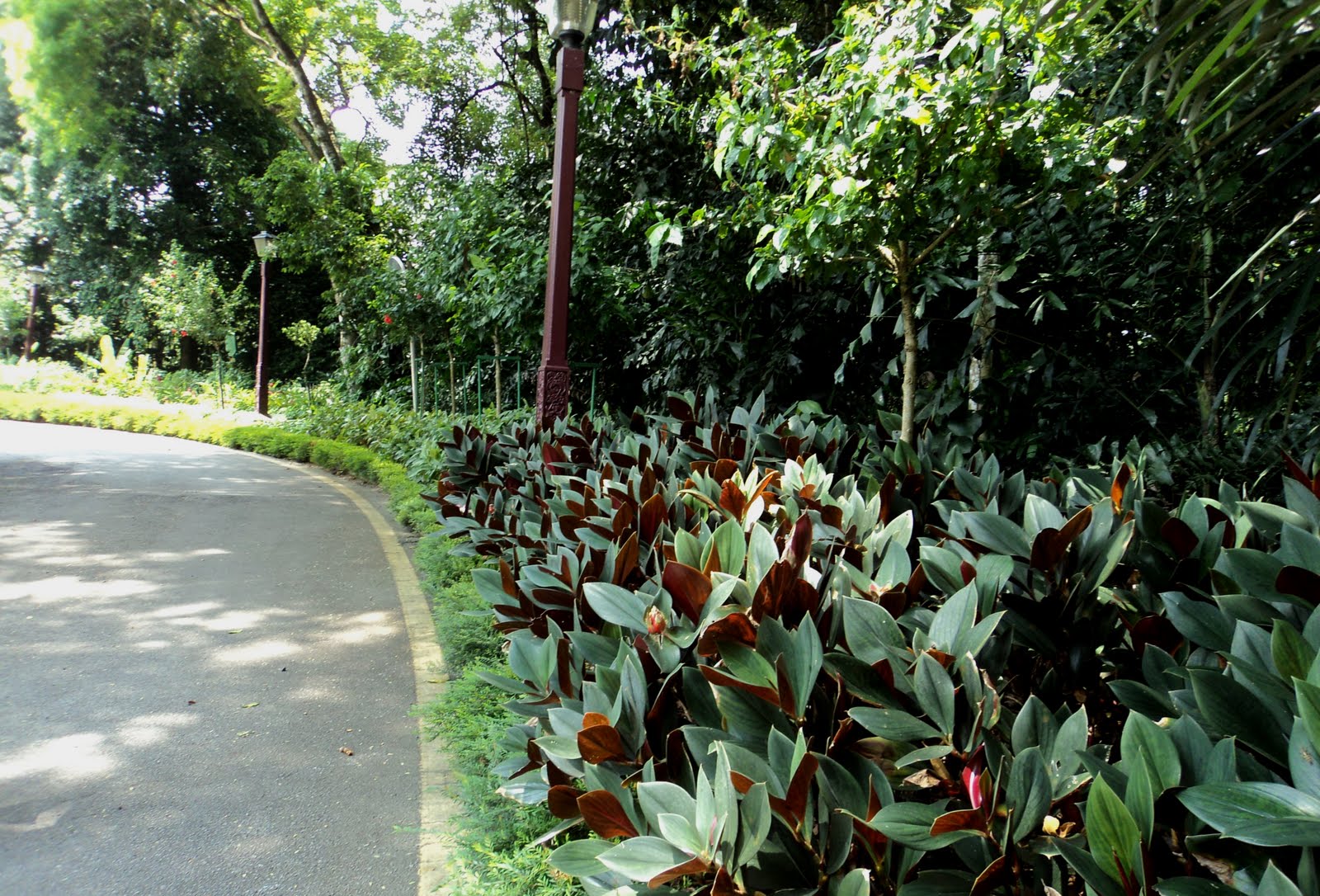 Pacing merah (Costus erythrophyllus)