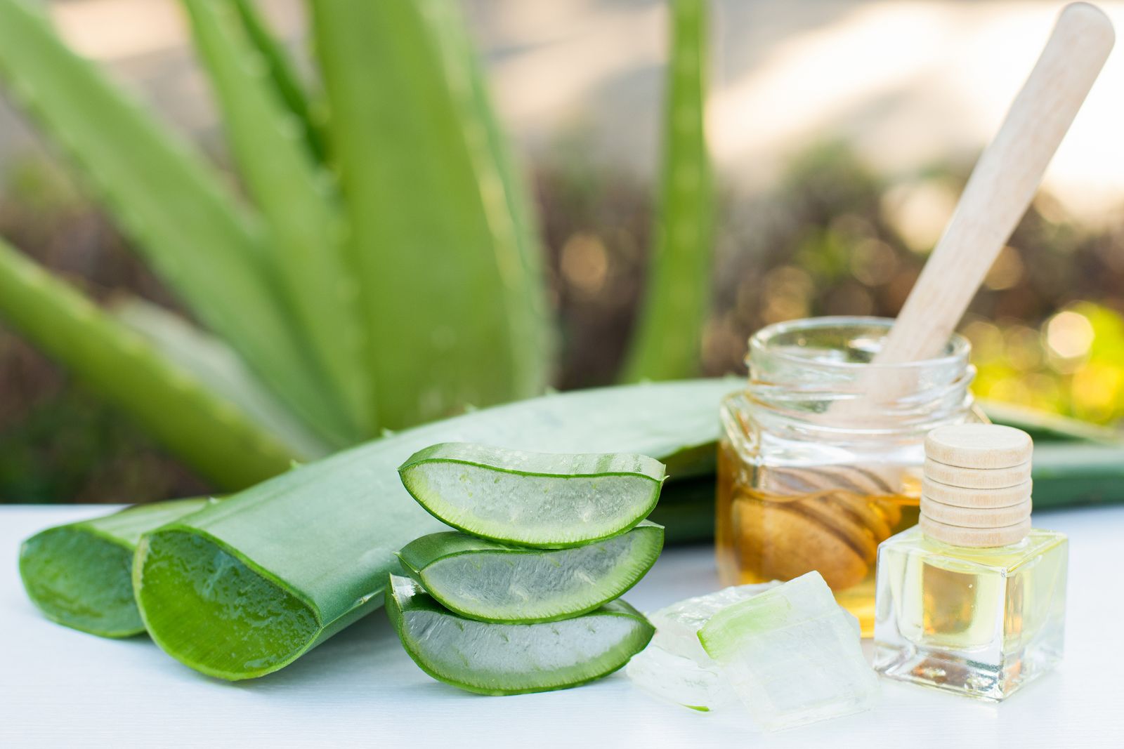 Lidah Buaya (Aloe vera)