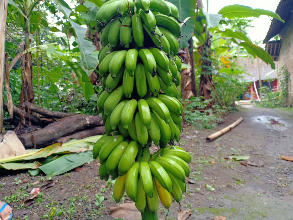 Budidaya Pohon Pisang
