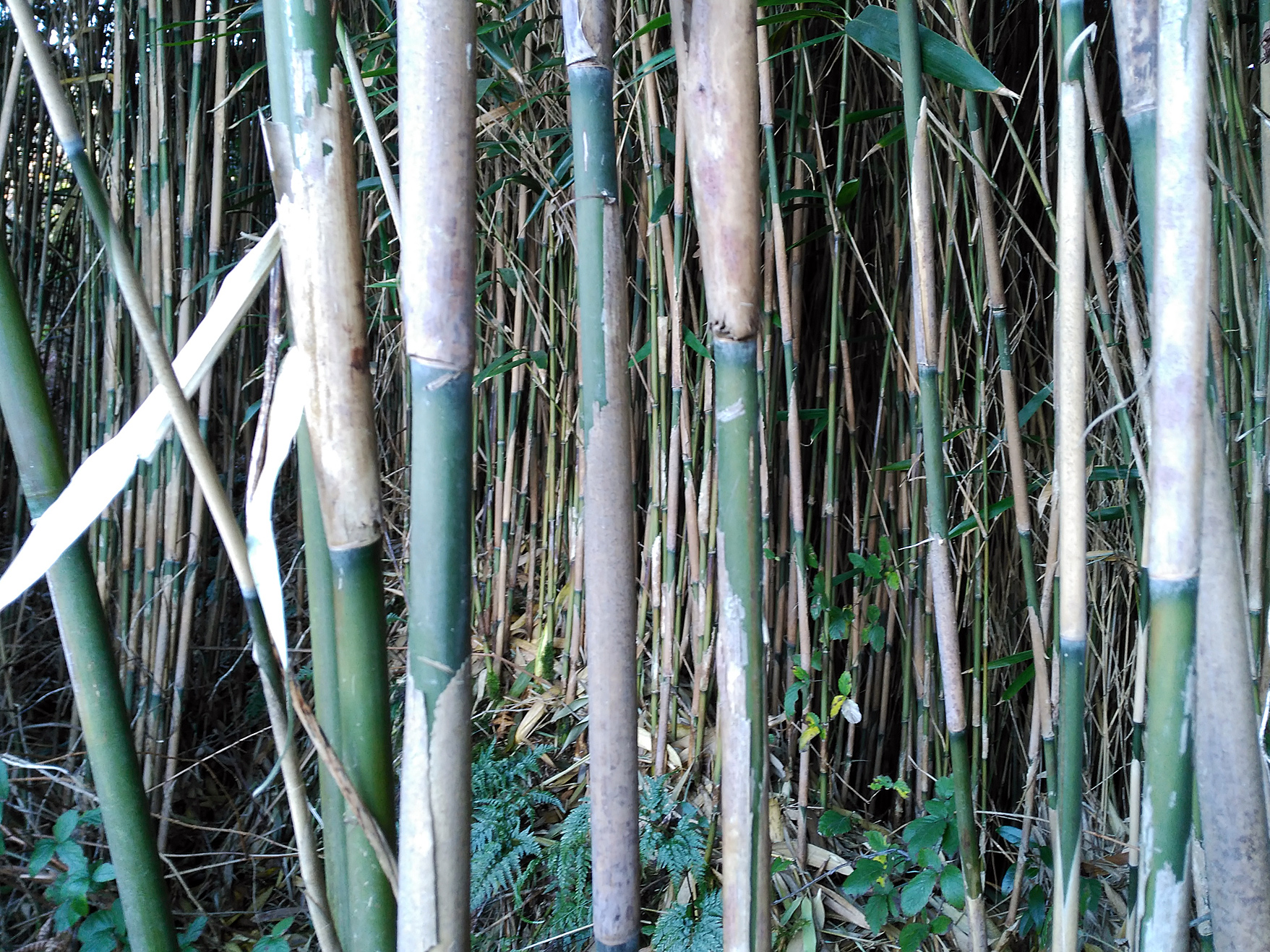 Bambu Jepang (Arundinaria japonica)
