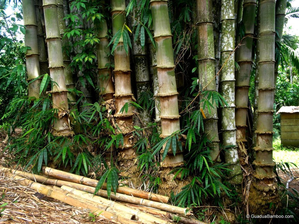 Bambu Betung (Dendrocalamus asper)