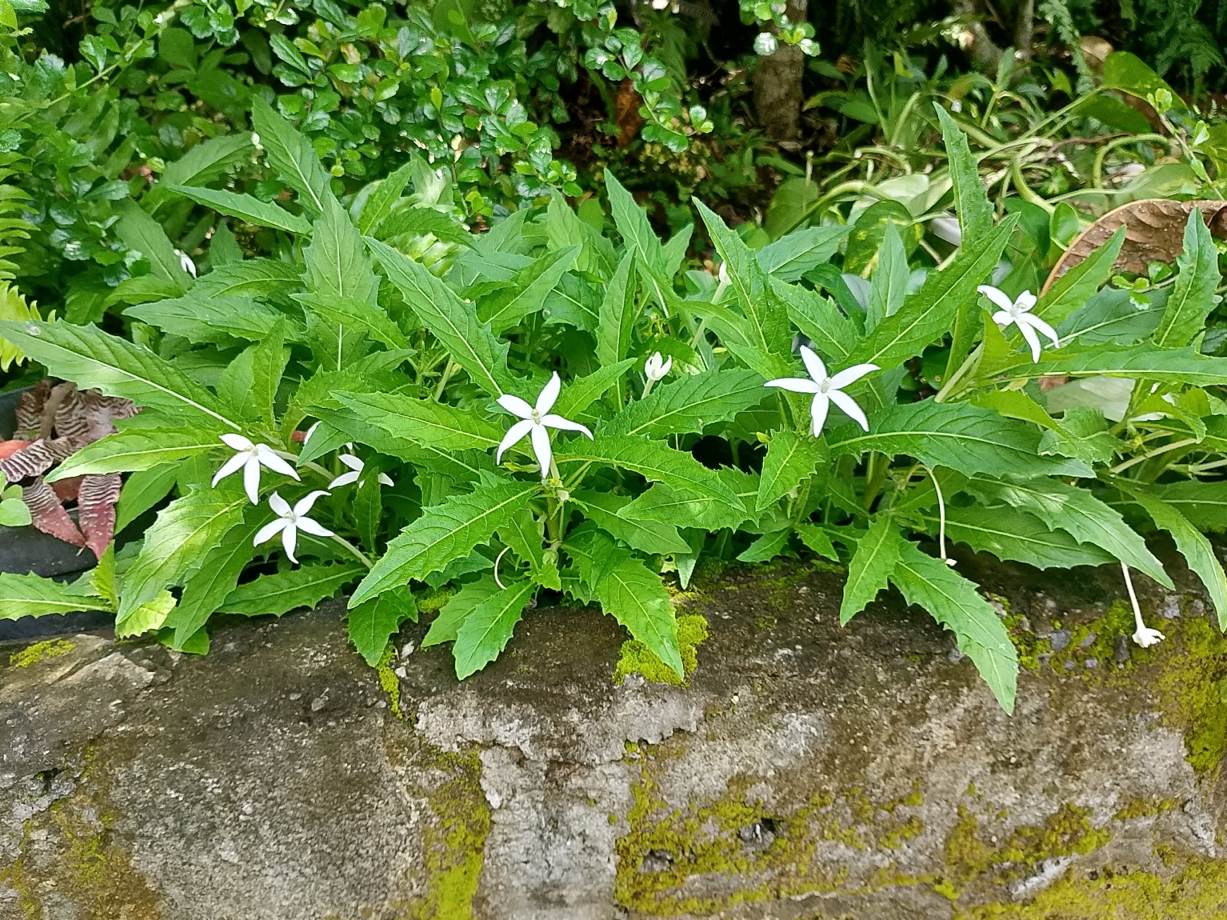 Kitolod (Isotoma longiflora)