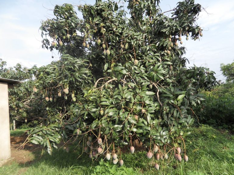 Mangga (Mangifera indica)