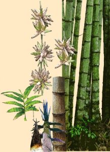 Bambu Betung (Dendrocalamus asper)