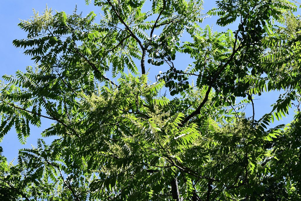 Lerak (Sapindus rarak)