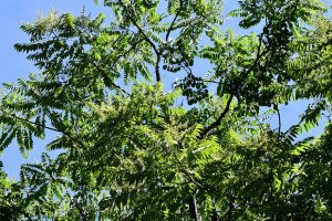 Lerak (Sapindus rarak)