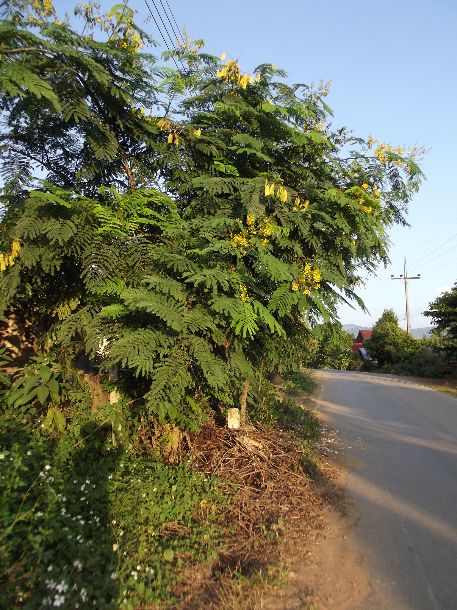 Secang (Caesalpinia sappan)