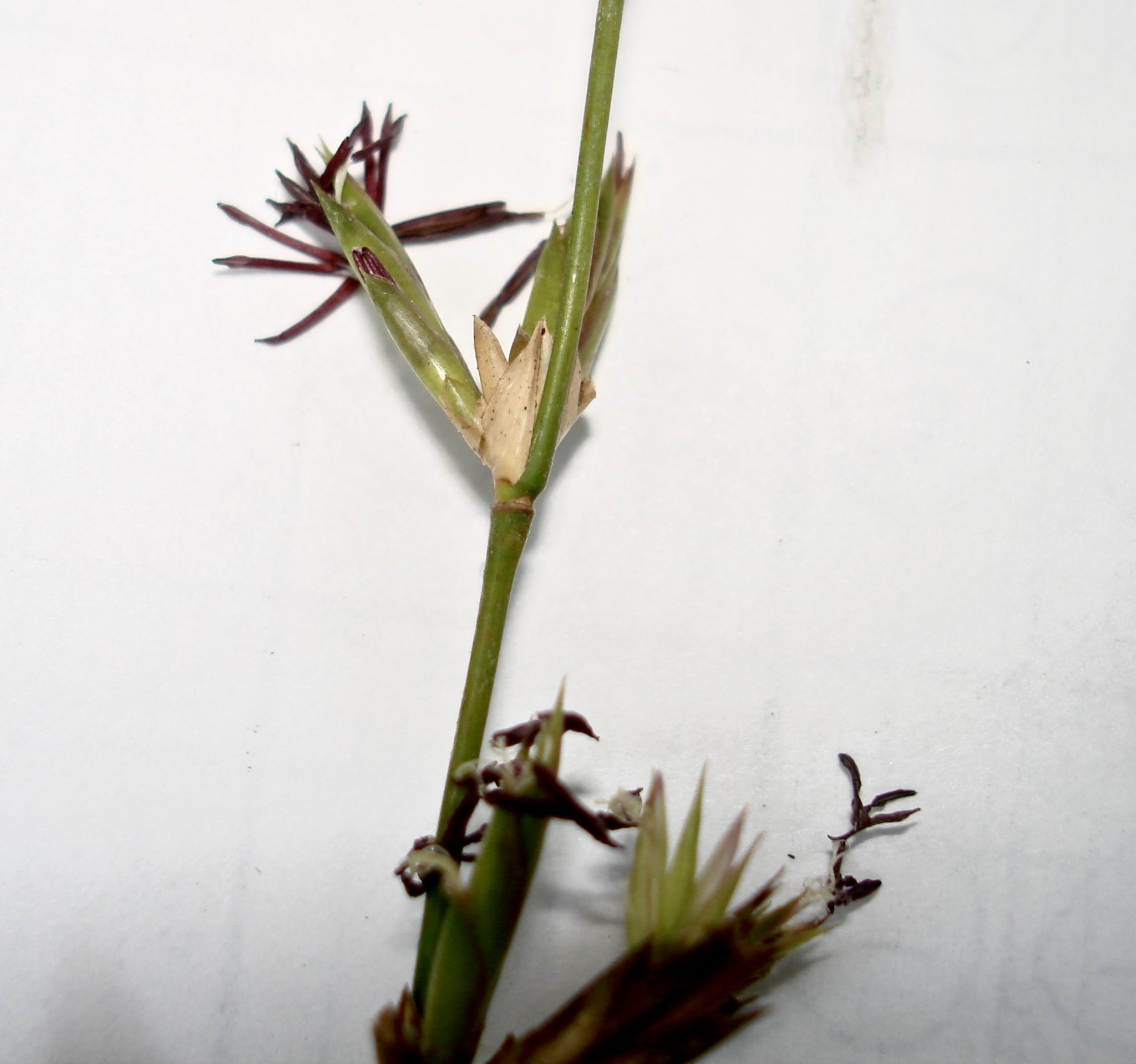 Bambu Kuning (Bambusa Vulgaris var. striata)