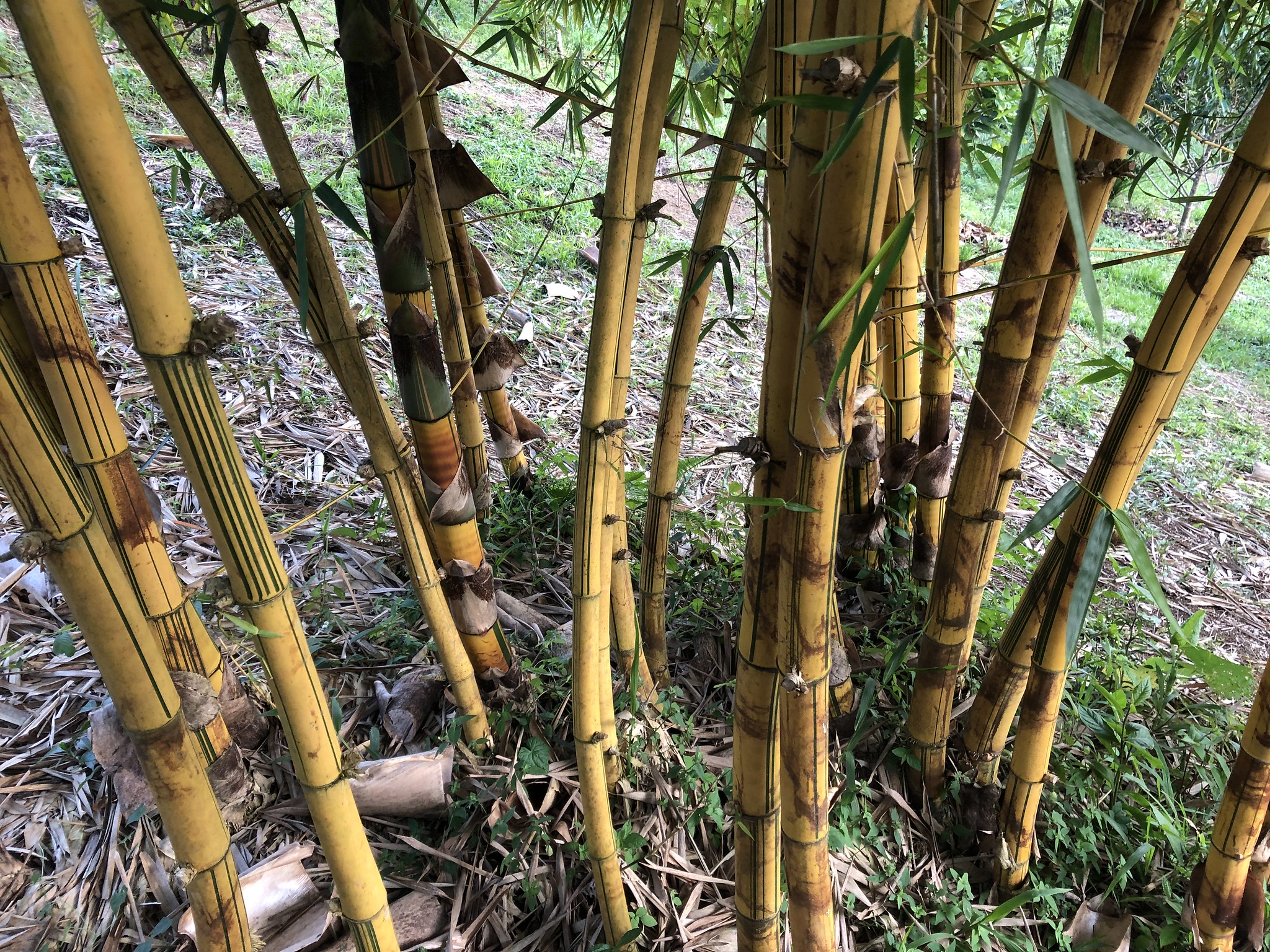 Bambu Kuning (Bambusa Vulgaris var. striata)