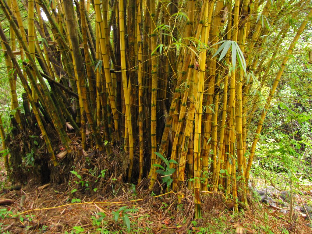 Bambu Kuning (Bambusa Vulgaris var. striata)