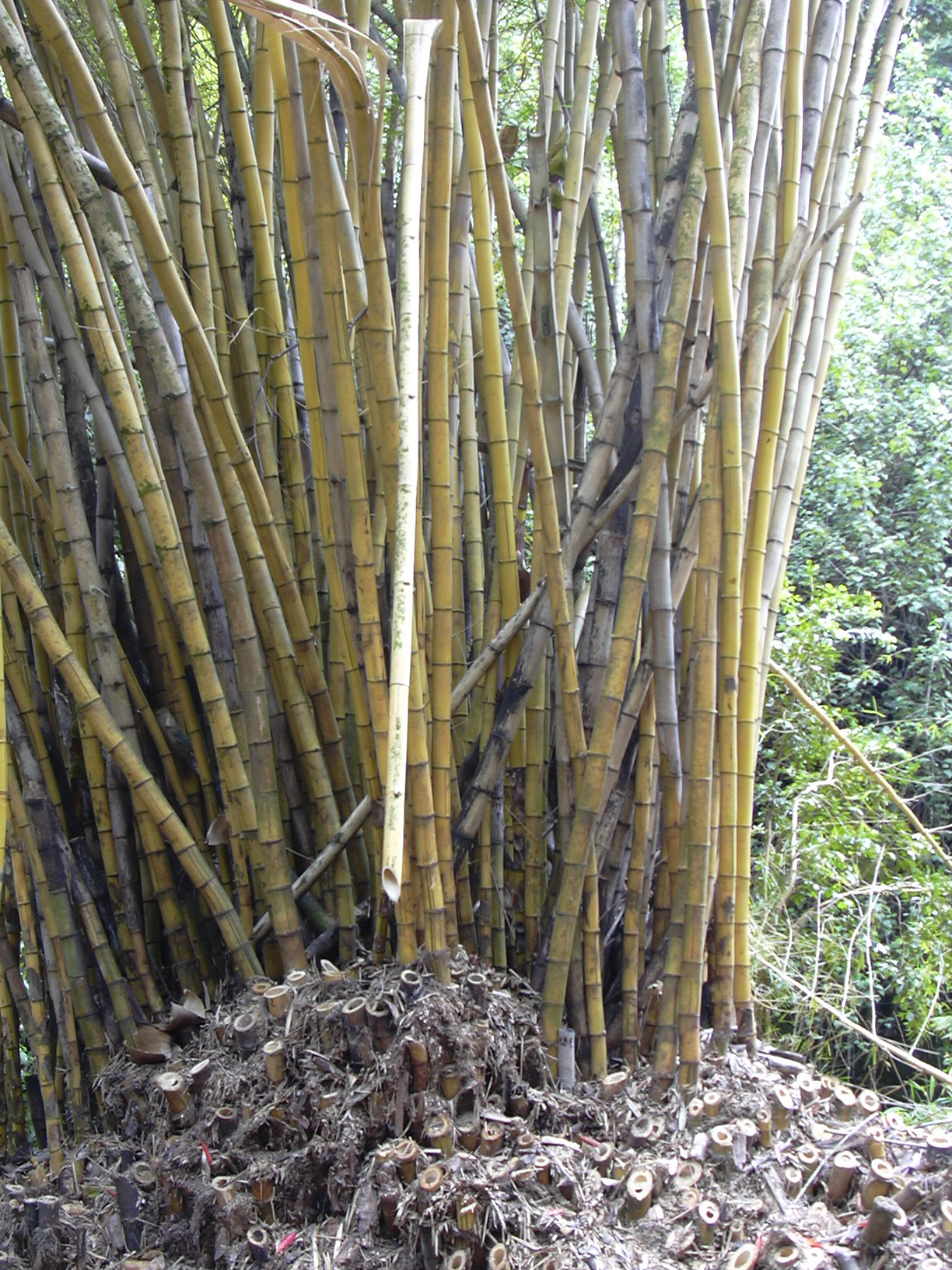 Bambu Kuning (Bambusa Vulgaris var. striata)