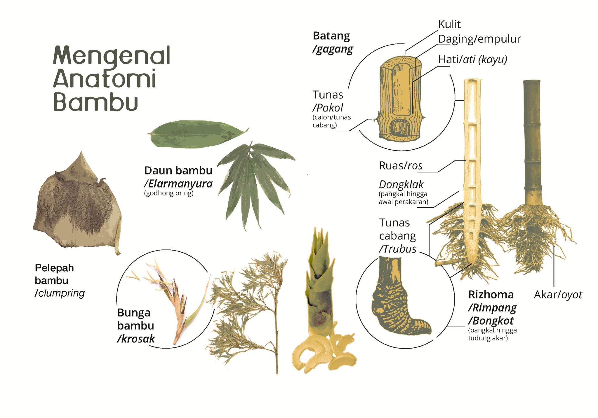 Sekilas Morfologi Bambu