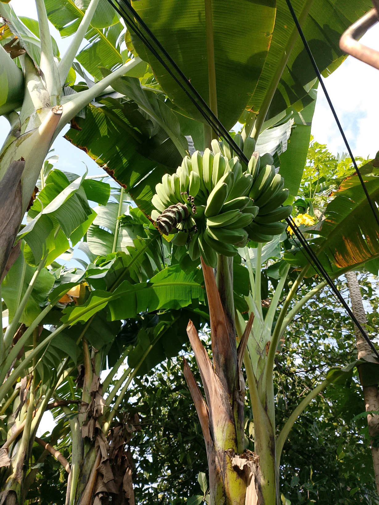 Pisang Kepok (Musa acuminata balbisiana Colla)