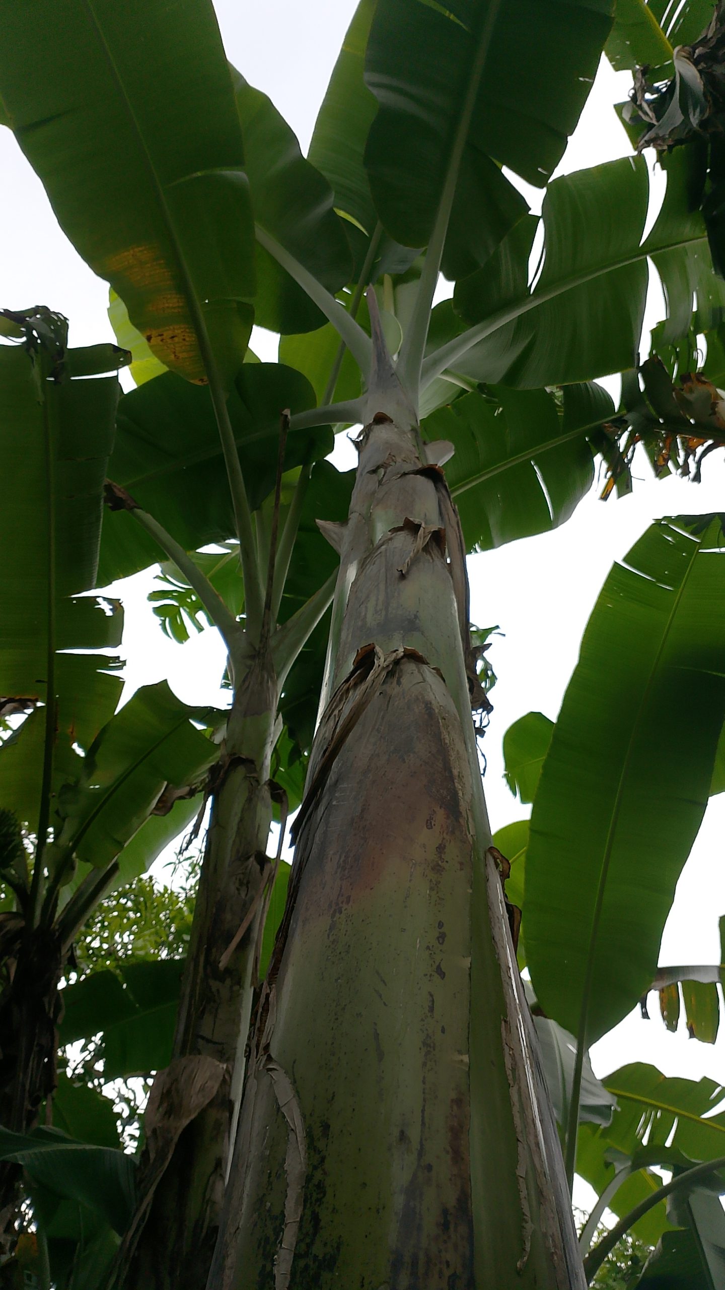 Pisang Kepok (Musa acuminata balbisiana Colla)