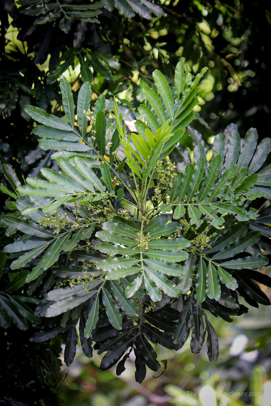 Kerai Payung (Filicium decipiens)