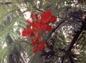 Flamboyan / Bunga Api (Delonix regia Raf.)