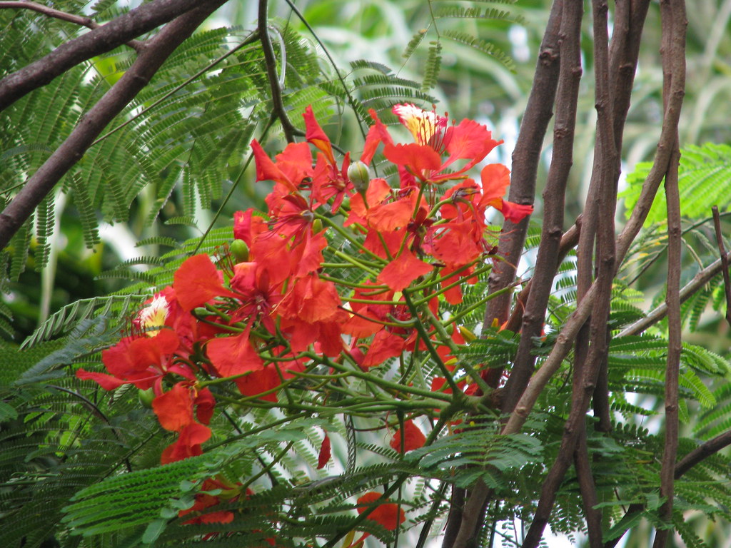 Flamboyan / Bunga Api (Delonix regia Raf.)