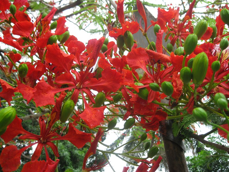 Flamboyan / Bunga Api (Delonix regia Raf.)