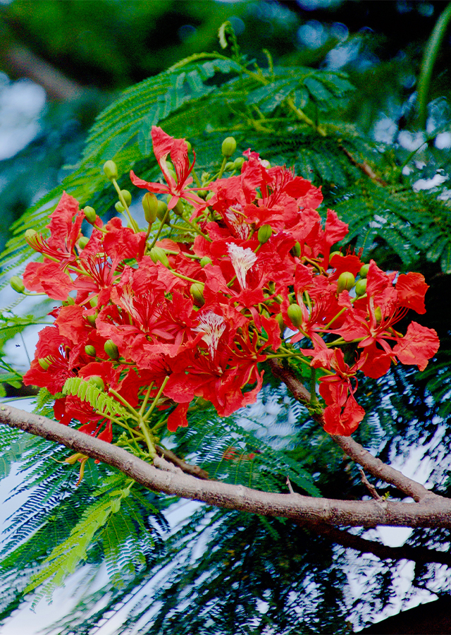 Flamboyan / Bunga Api (Delonix regia Raf.)